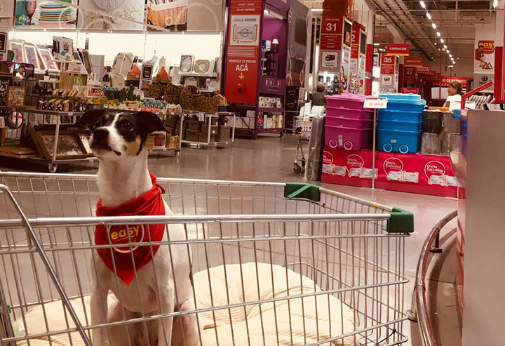 Encuentra todo lo que necesitas en la Tienda Easy Chile - ¡Visítanos hoy!